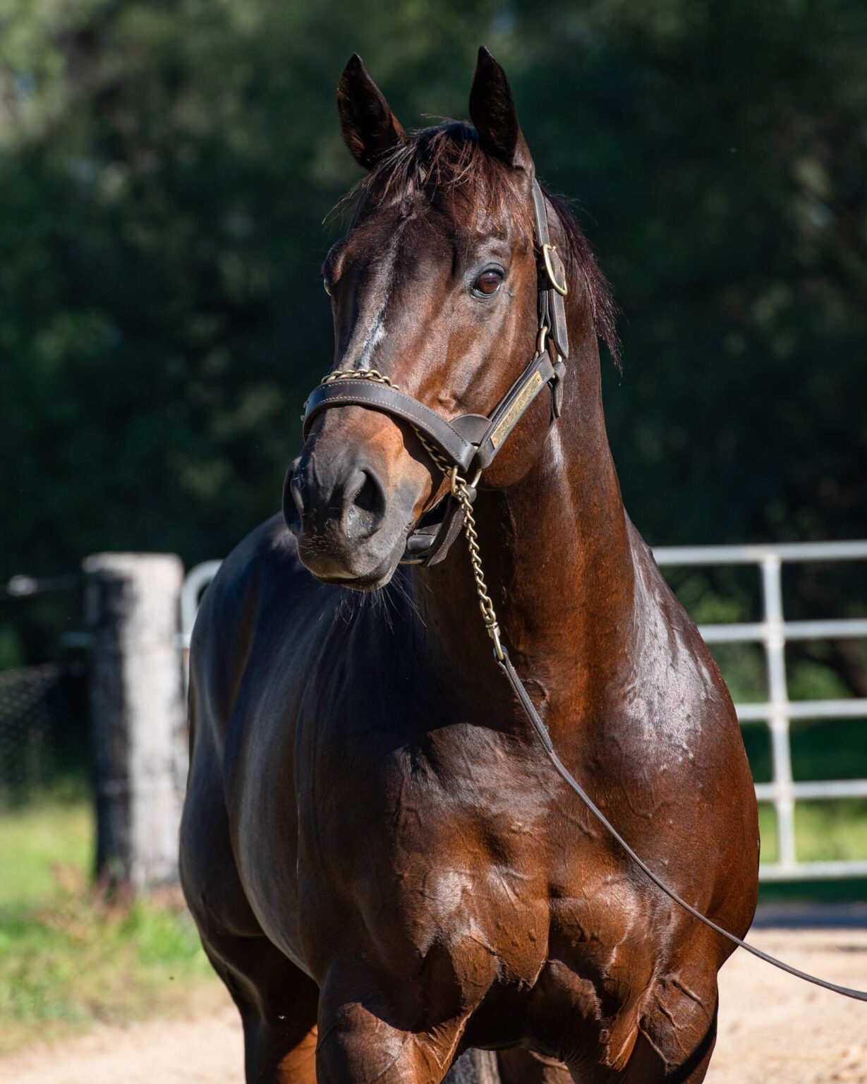 Charge Forward - Murrulla Stud