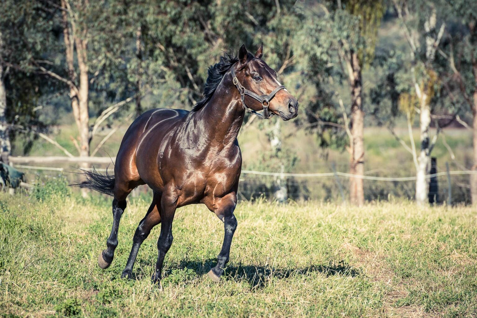 Charge Forward - Murrulla Stud