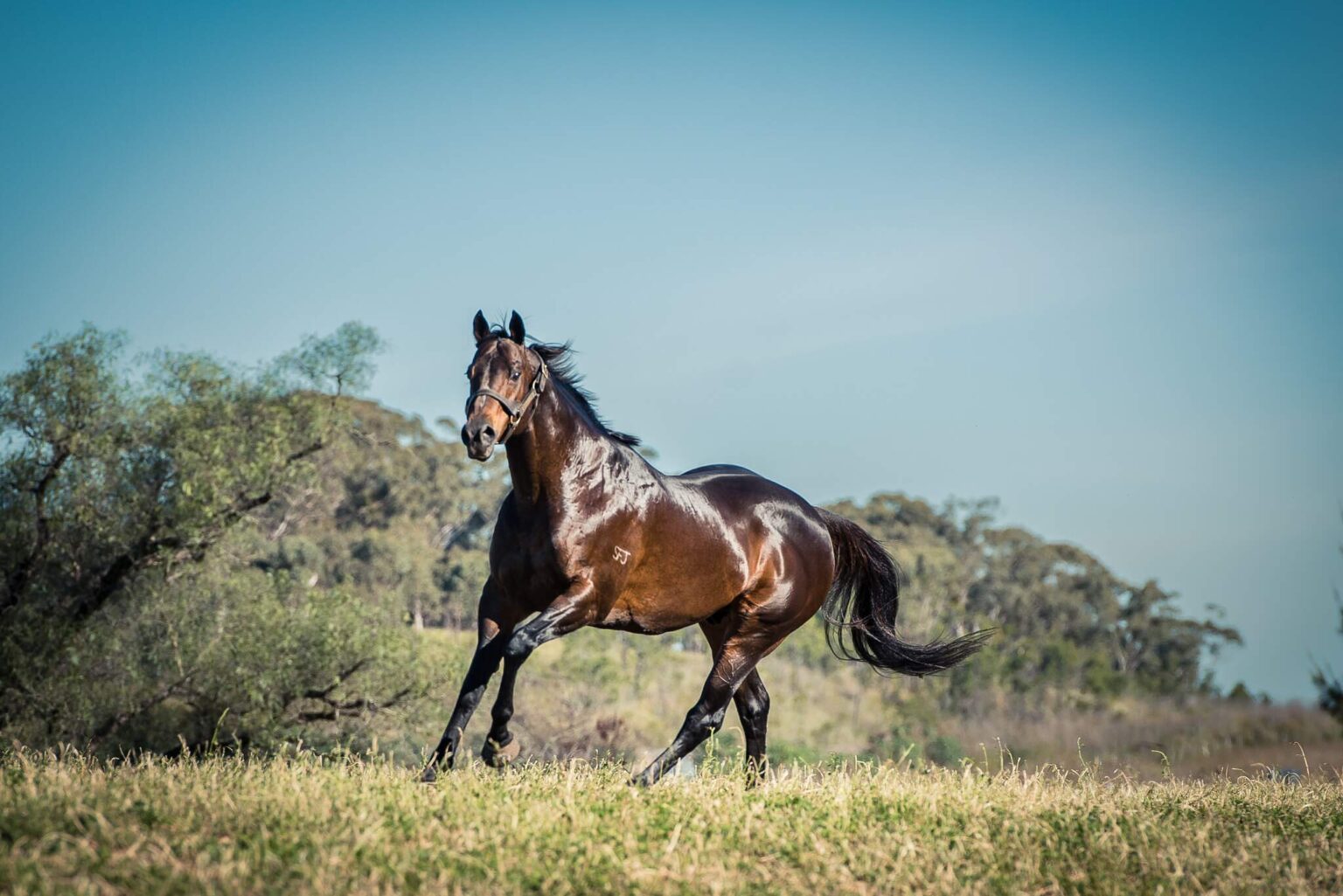 Charge Forward - Murrulla Stud